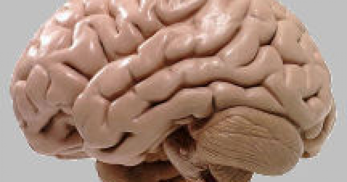 Wat doet stress in de hersens van kinderen? | Ouders.nl